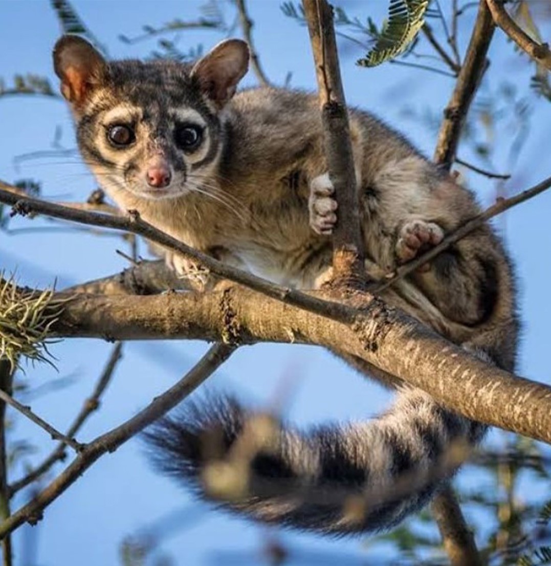 El caco – lilith-over55